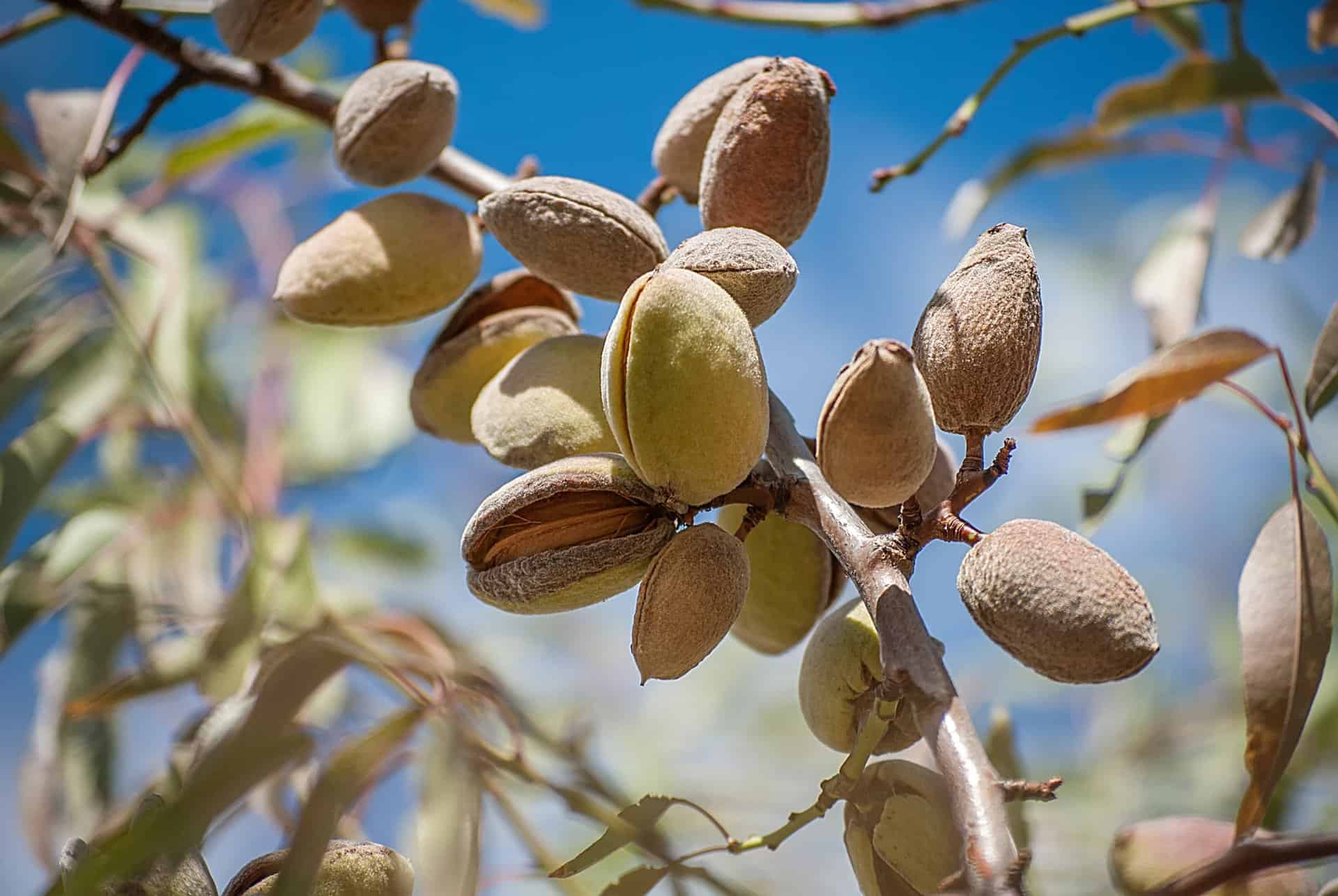 Almond mineral nutrition - Agri Technovation