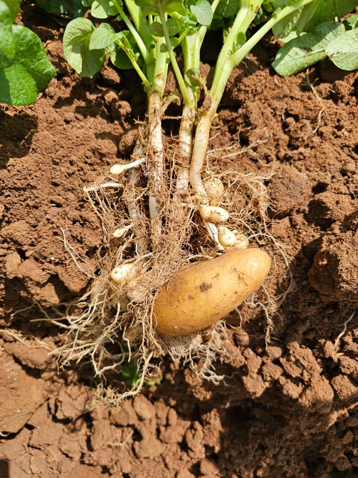 GIVE POTATOES A BOOST WITH INVIGORATE™ - Agri Technovation