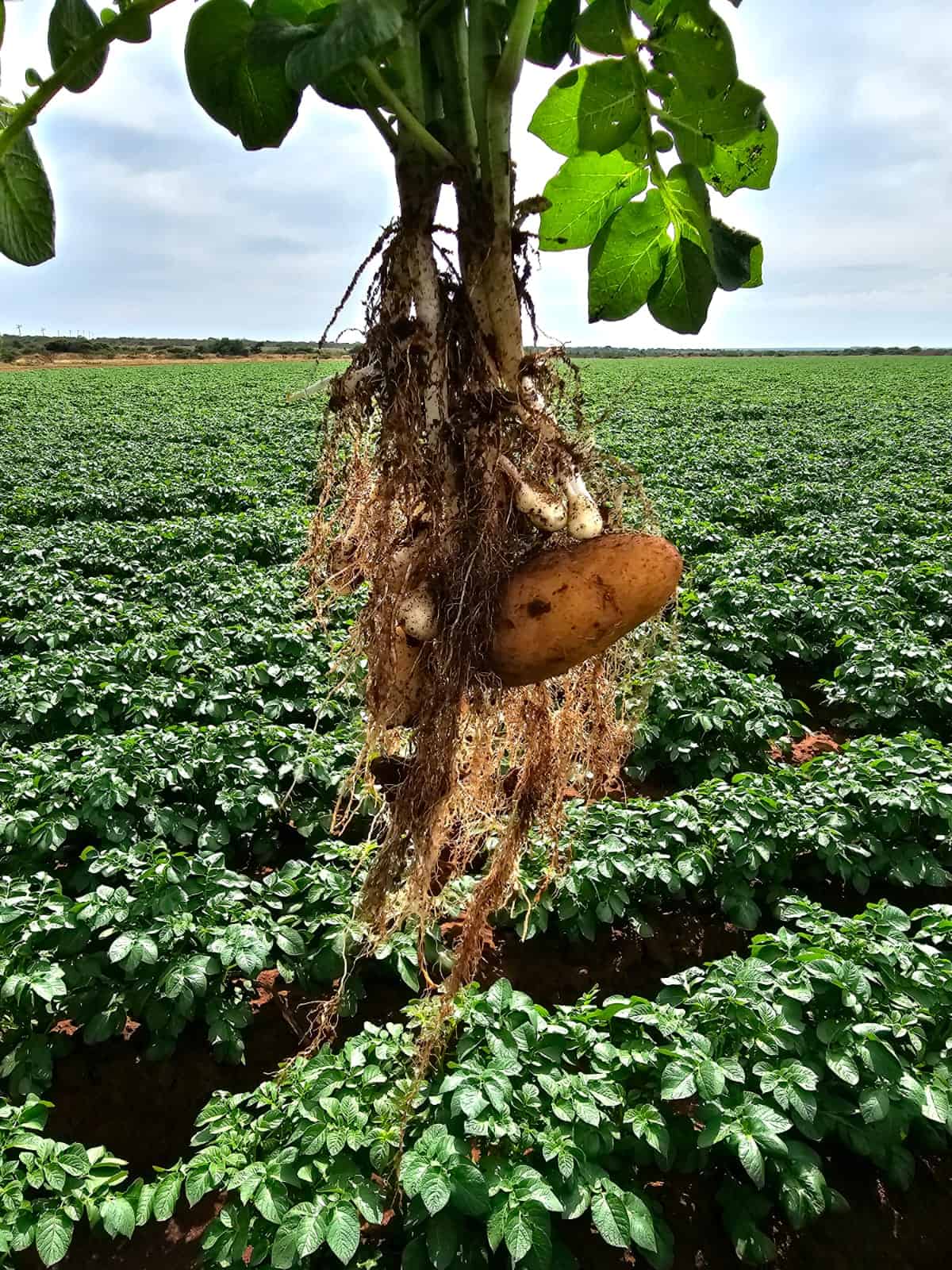 GIVE POTATOES A BOOST WITH INVIGORATE™ - Agri Technovation