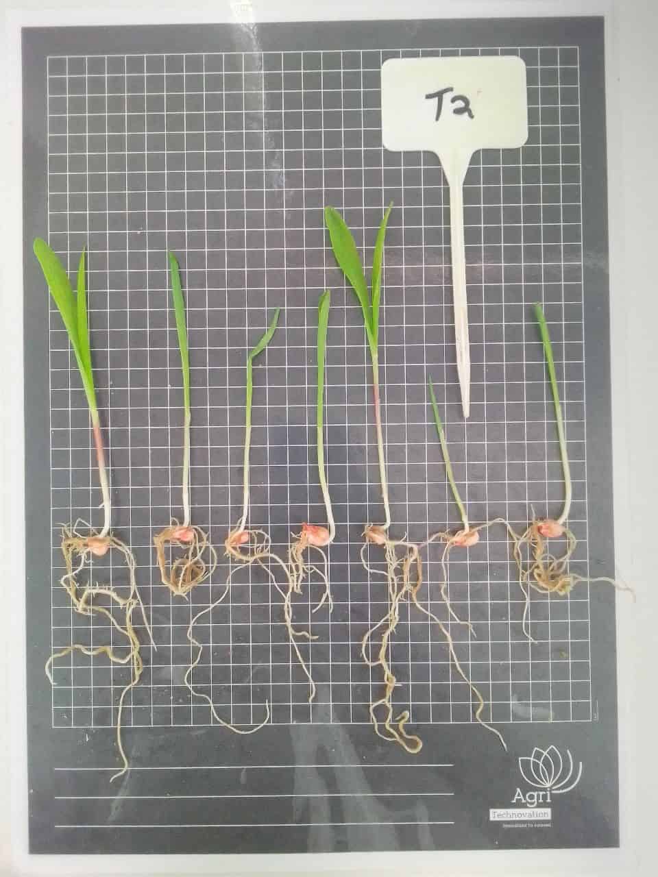 In-furrow application: Excellent option for producer and plant! - Agri ...
